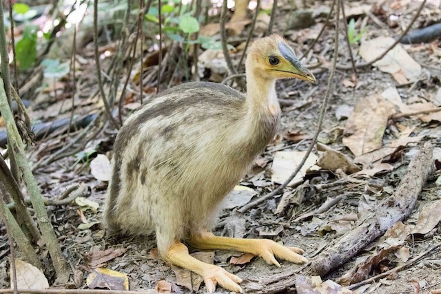 Baby Cassowary Bird
