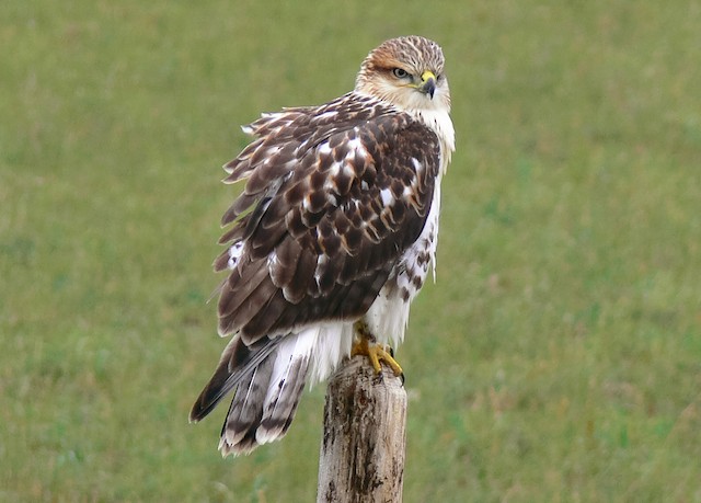 Ferruginous Hawk