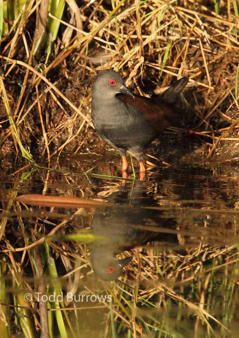 eBird Checklist - 18 Sep 2013 - Emerald Lakes Wetland, S pond (Carrara ...