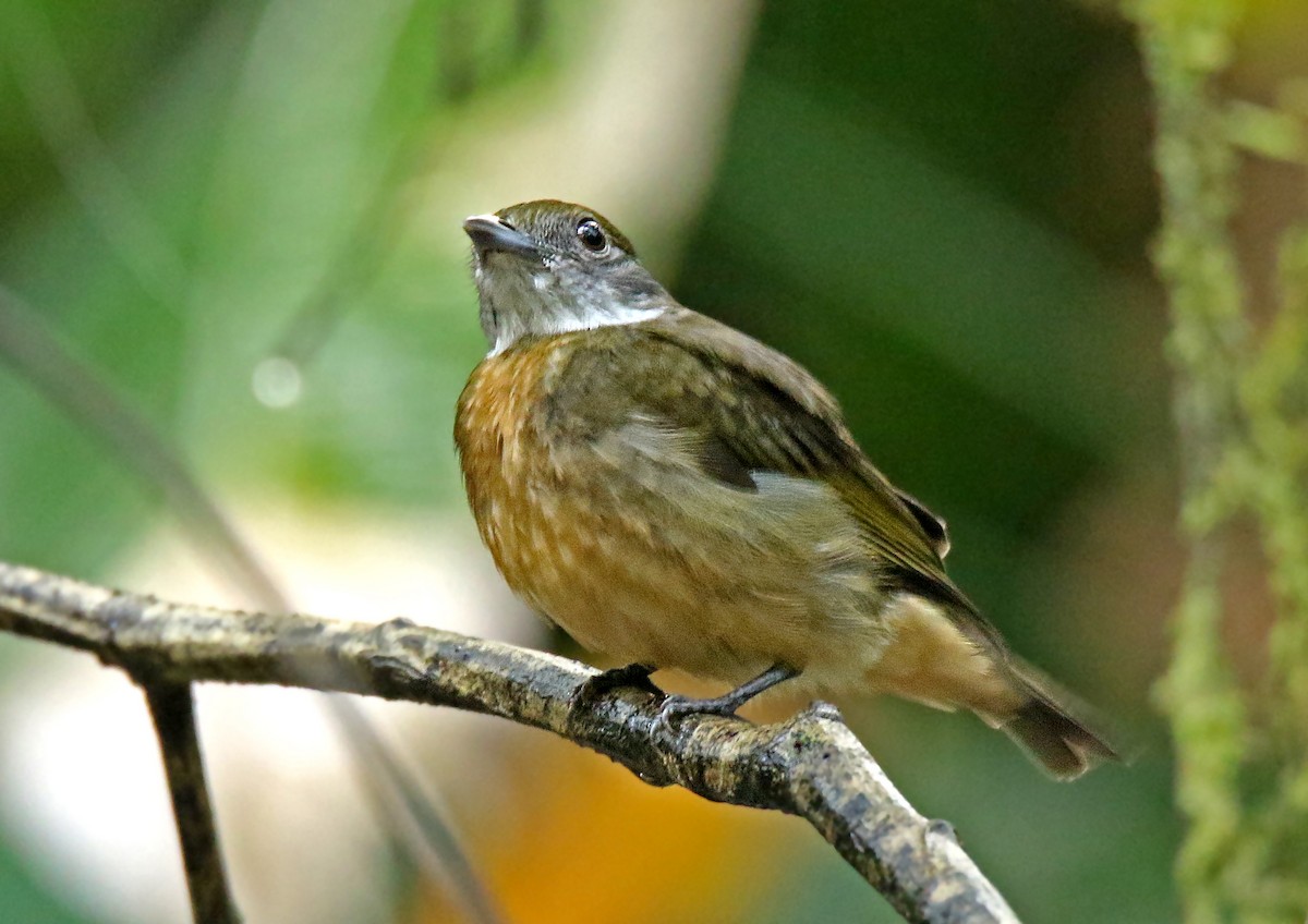 Orange-crowned Manakin - Heterocercus aurantiivertex - Birds of the World
