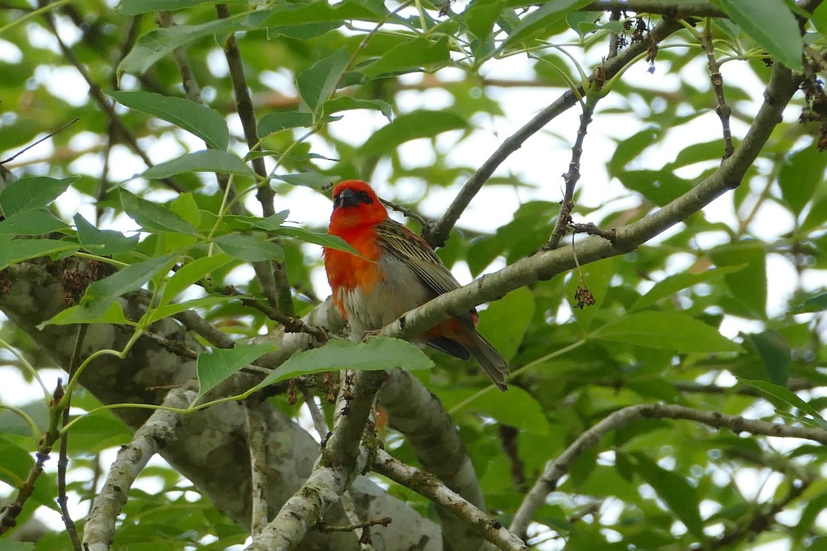 Forest Fody - Foudia omissa - Birds of the World