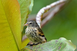 Cocos Finch - Pinaroloxias inornata - Birds of the World