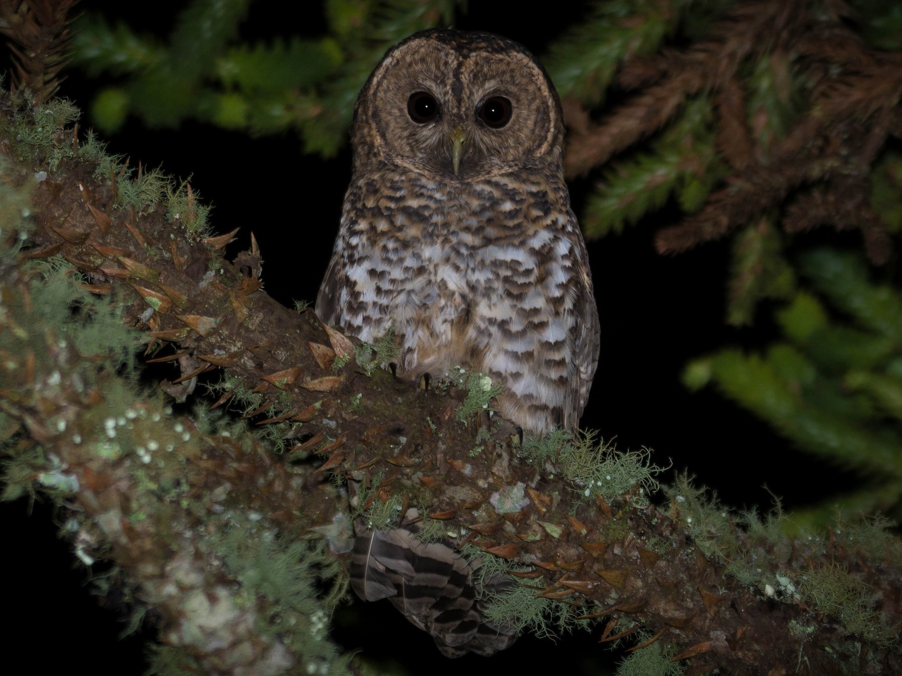 Rusty-barred Owl - eBird