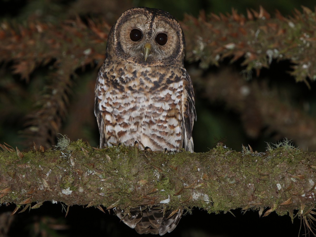 Rusty-barred Owl - Strix hylophila - Birds of the World