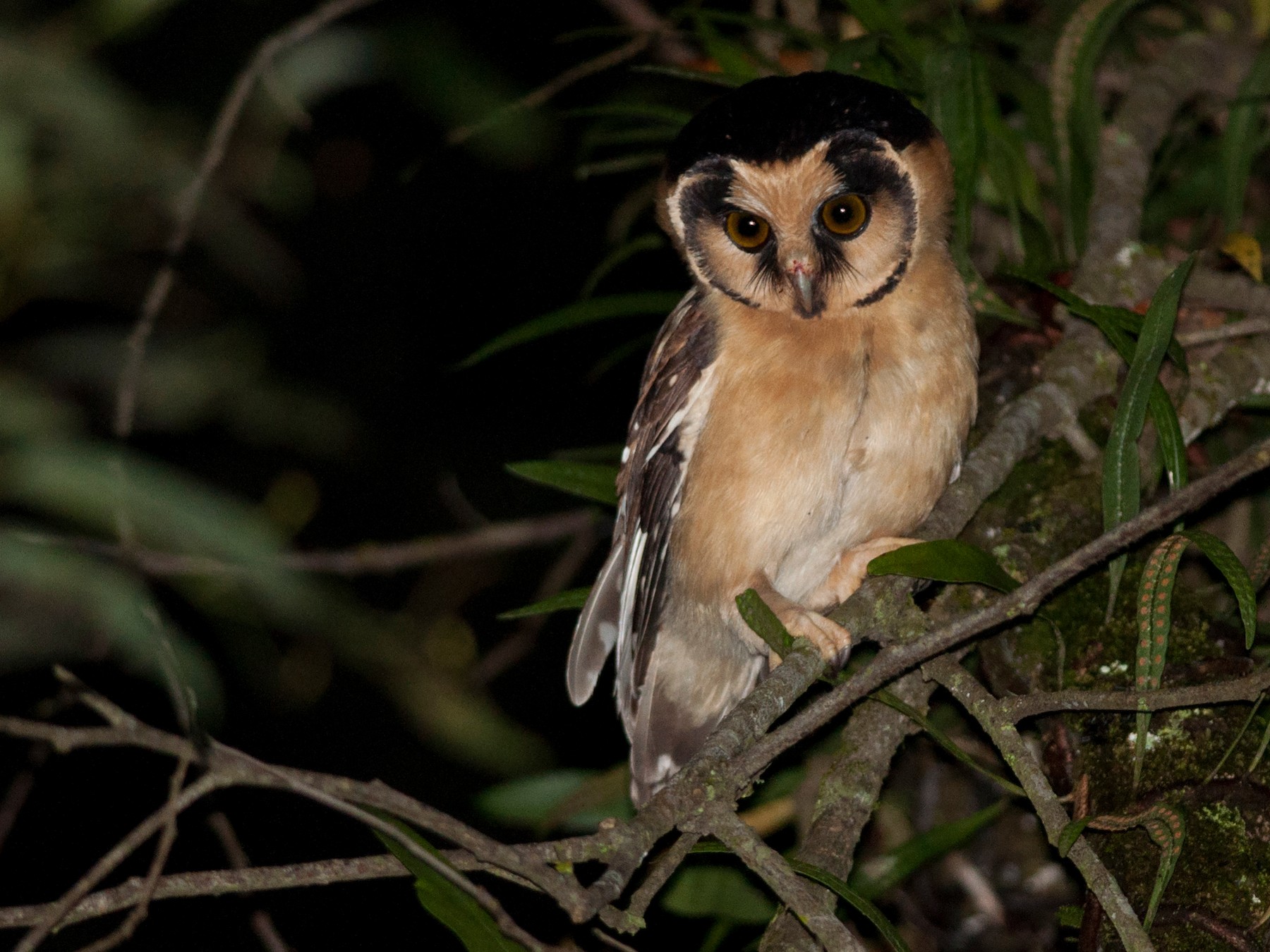 Buff-fronted Owl - eBird