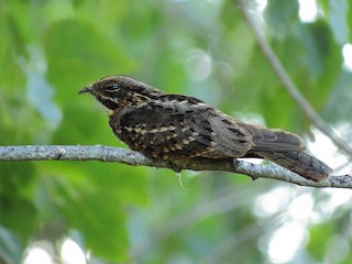 Little Nightjar - eBird