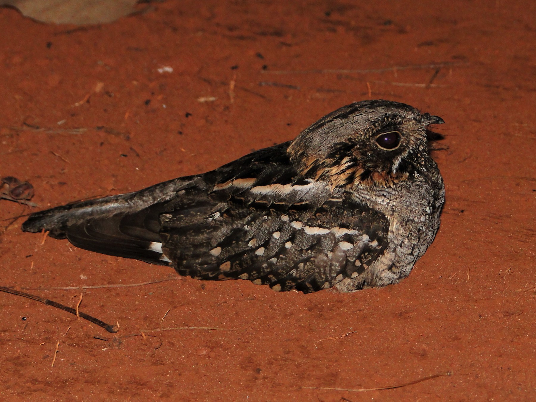 Little Nightjar - eBird