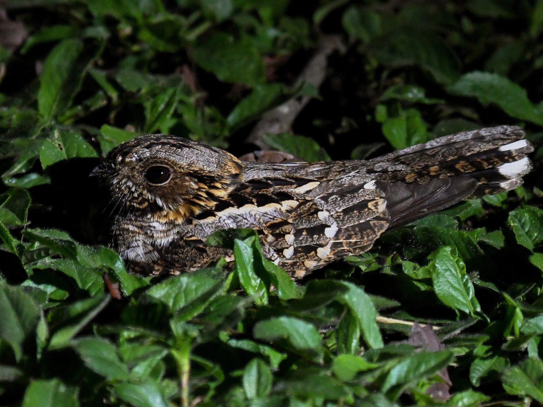 Little Nightjar - eBird