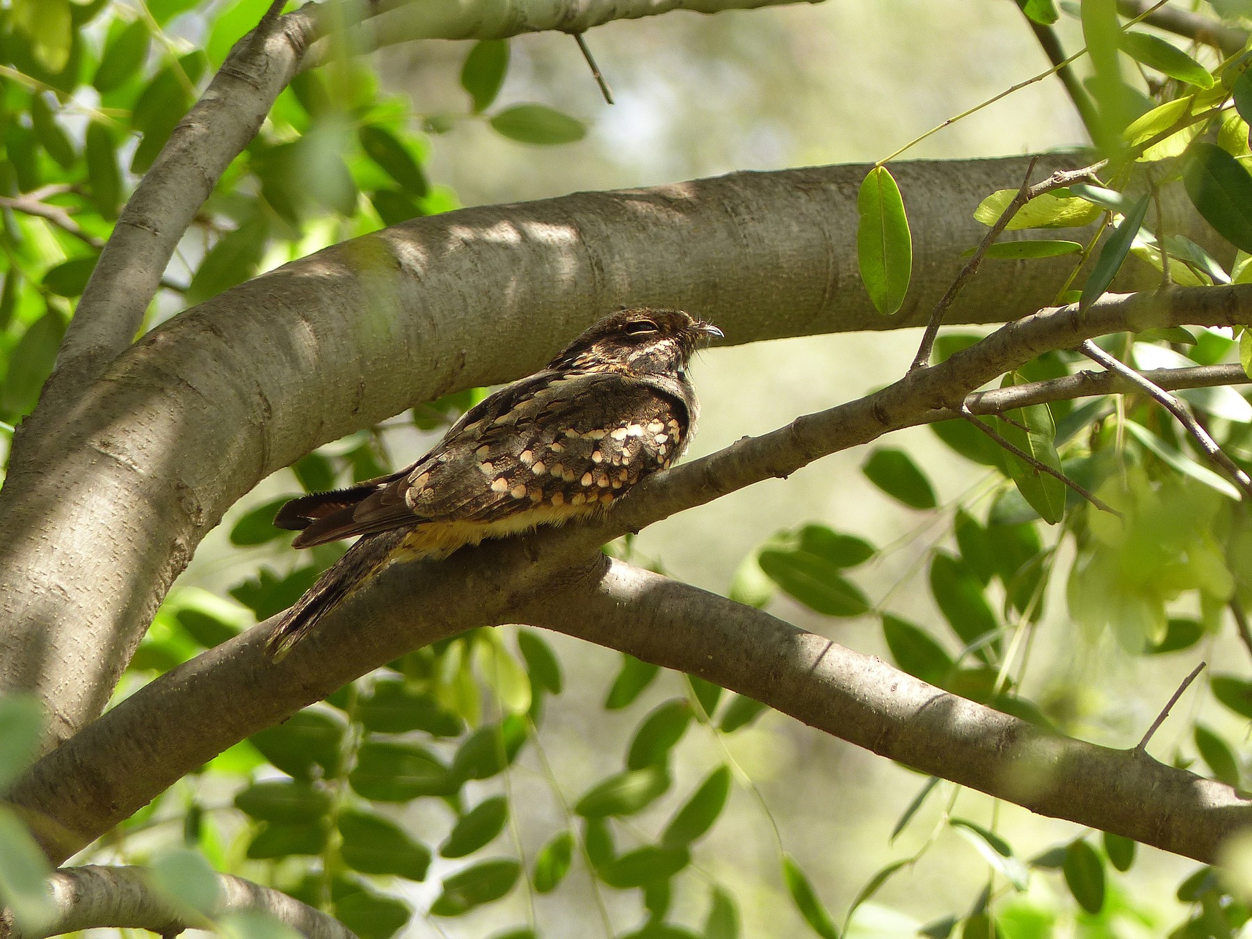 Little Nightjar - eBird
