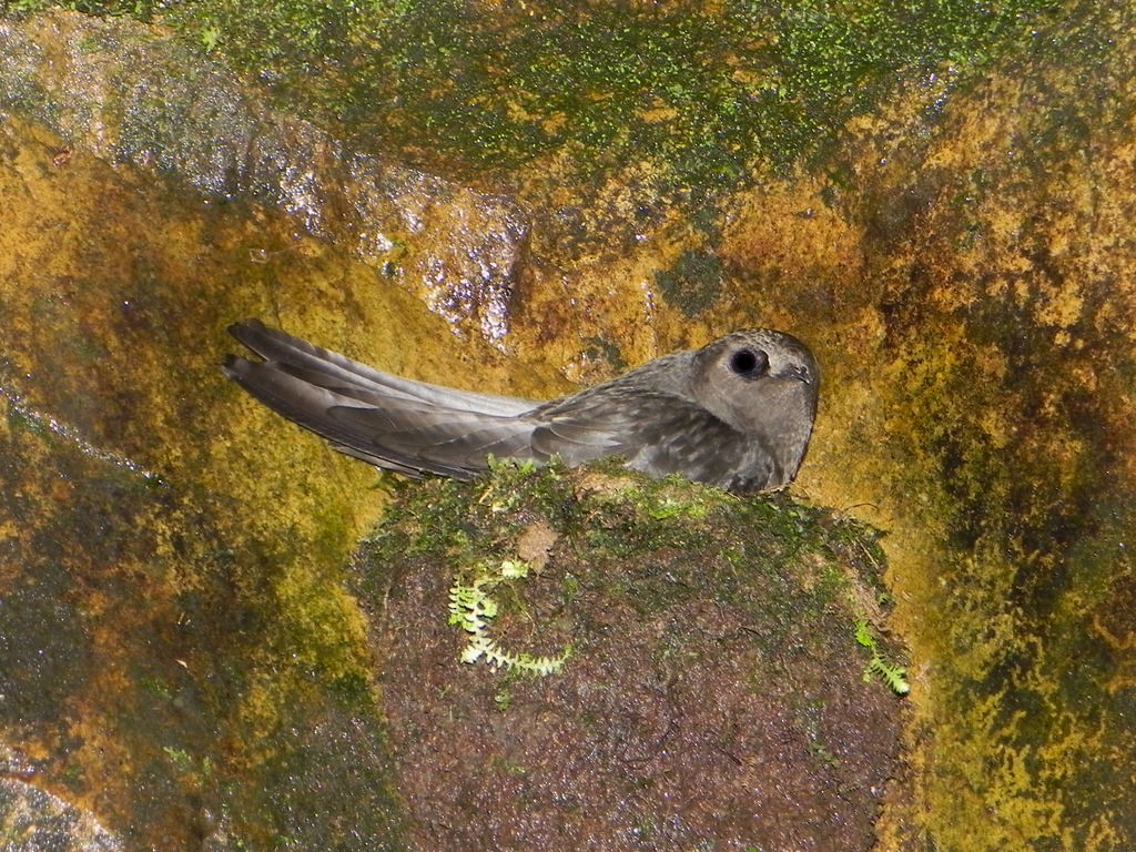 Sooty Swift - Cypseloides fumigatus - Birds of the World