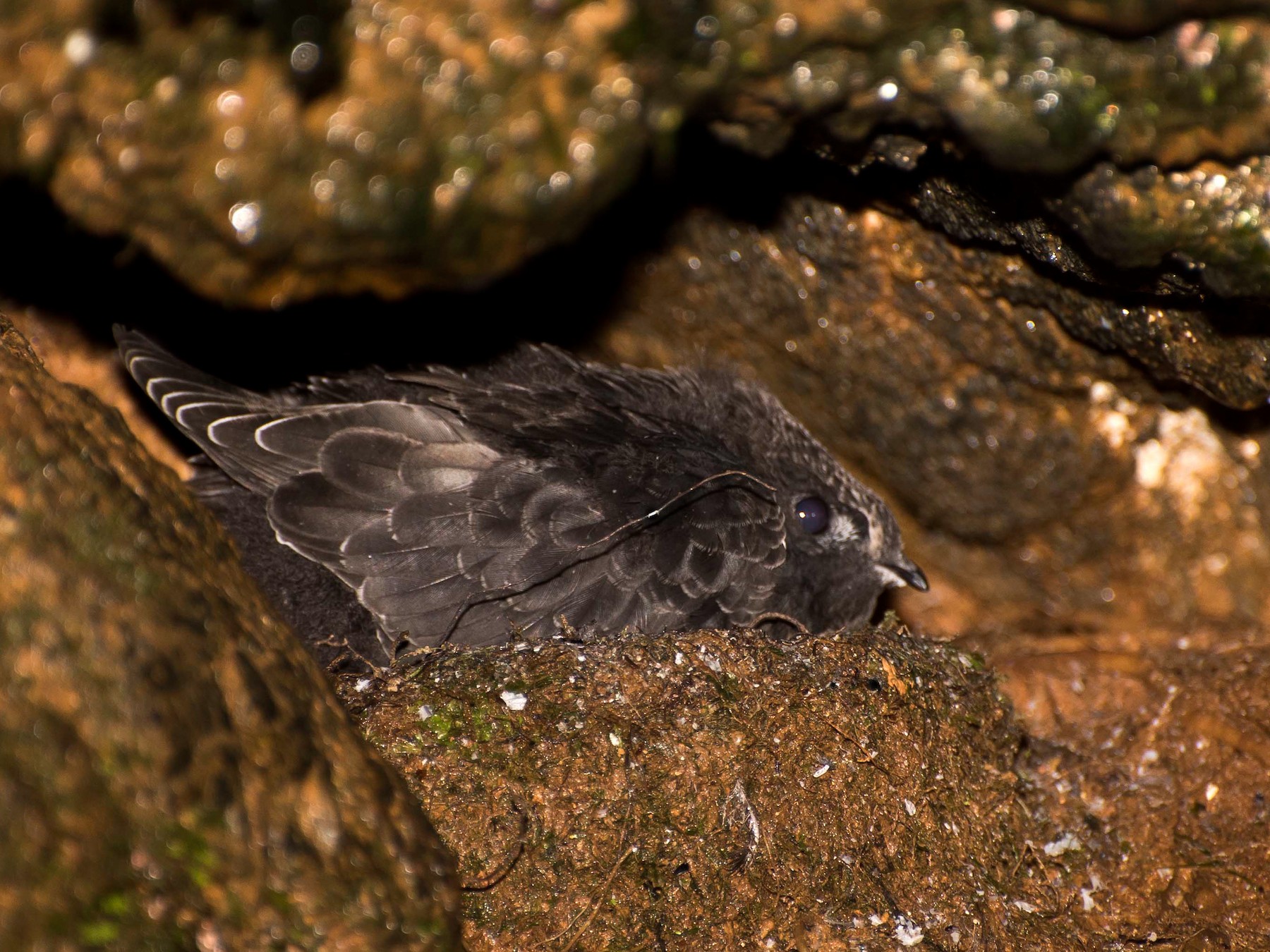 Vencejo Negruzco - eBird