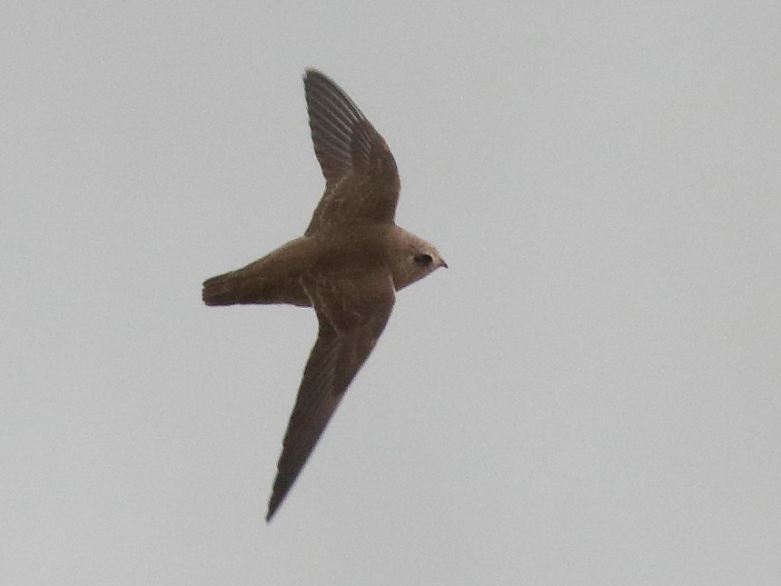 Great Dusky Swift - Cypseloides senex - Birds of the World