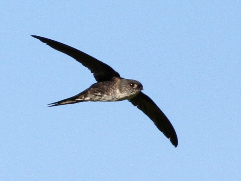 Fork-tailed Palm Swift - Tachornis squamata - Birds of the World