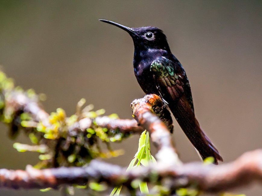 Picaflor Negro - eBird
