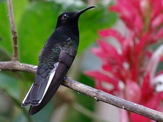 Colibrí Negro - eBird
