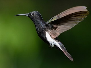 Colibrí Negro - eBird