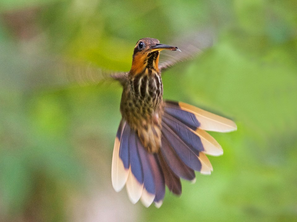 Saw-billed Hermit - eBird