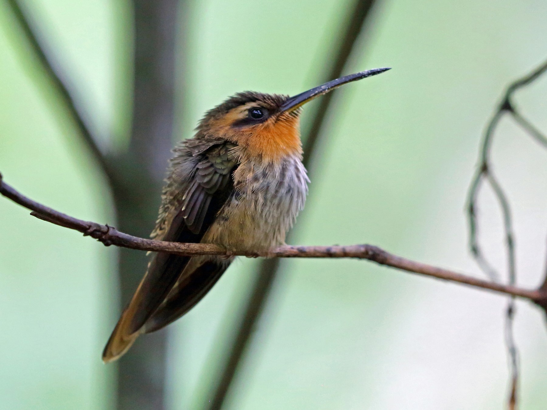 Saw-billed Hermit - eBird