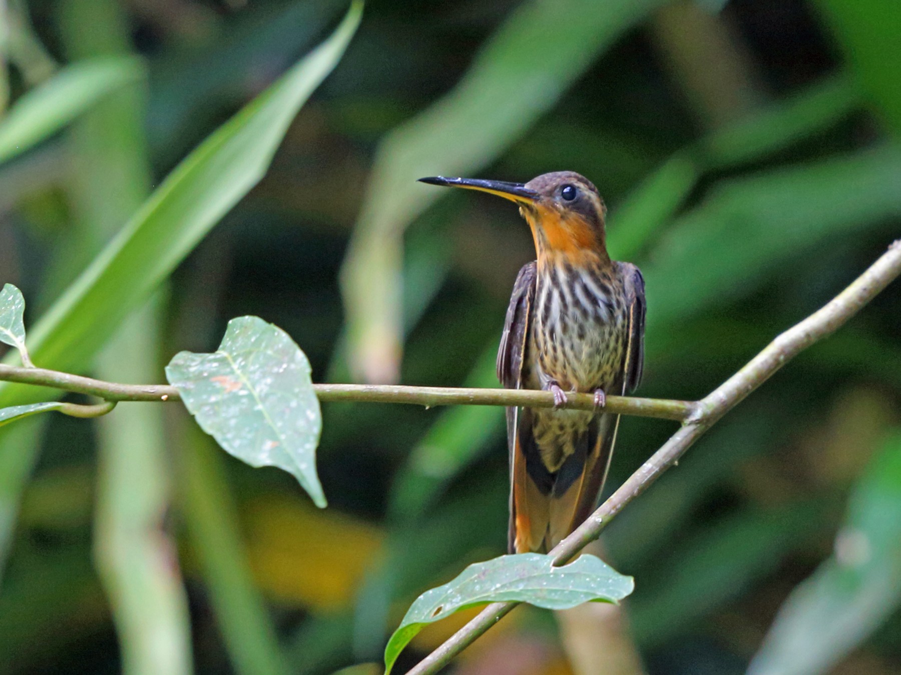 Saw-billed Hermit - eBird
