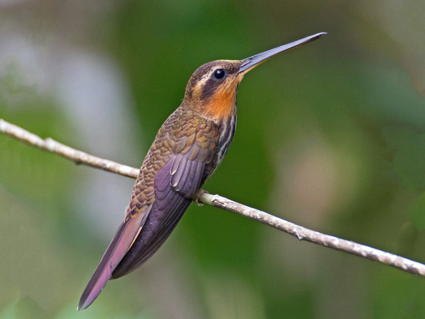 Saw-billed Hermit - eBird