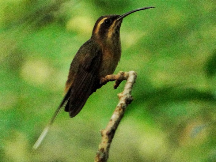 Ermitaño Escuálido - eBird