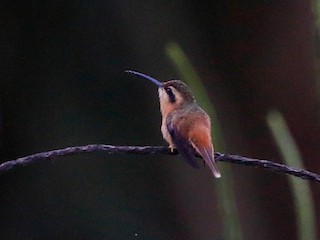 Reddish Hermit - eBird