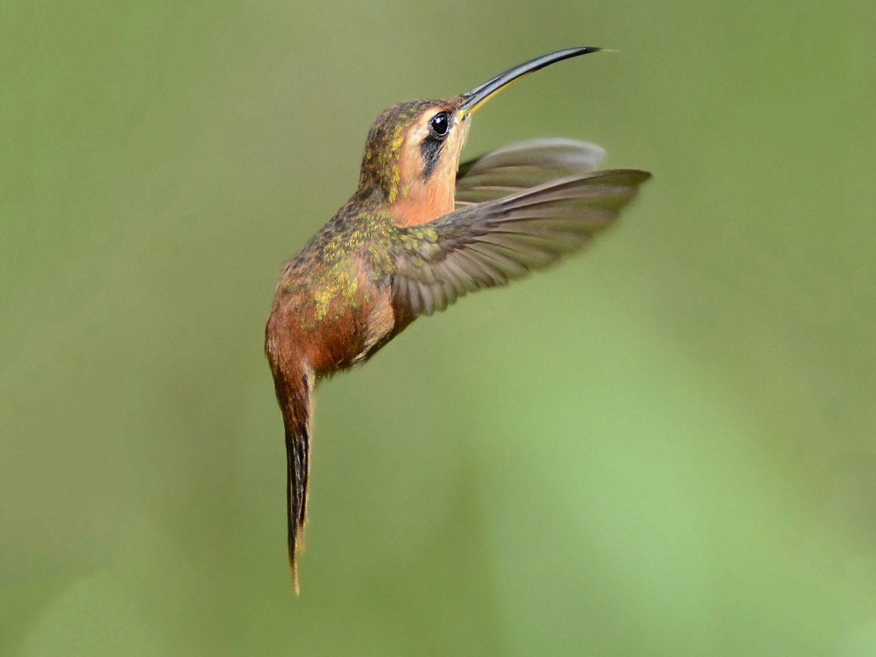 Reddish Hermit - eBird
