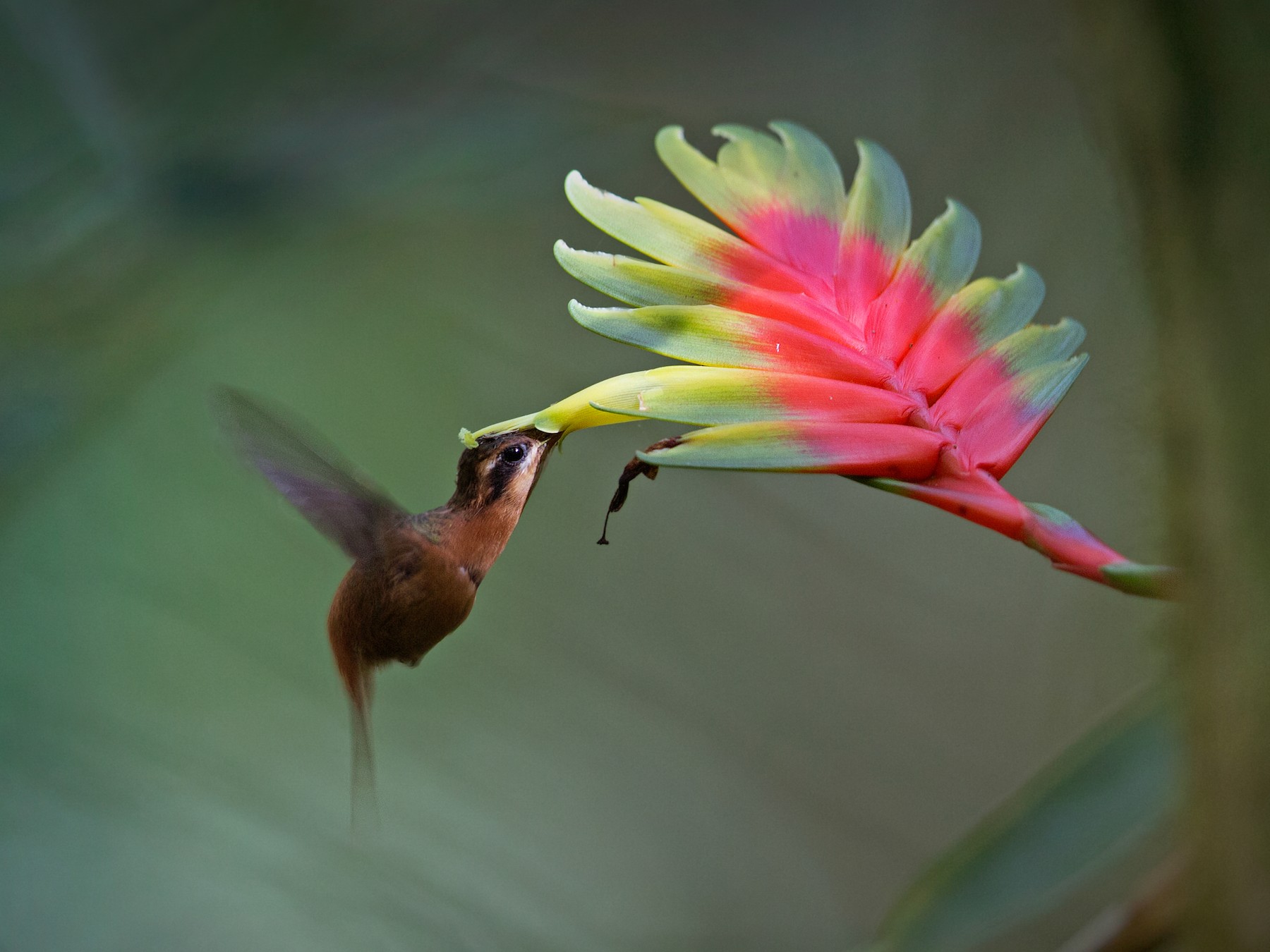 Reddish Hermit - eBird