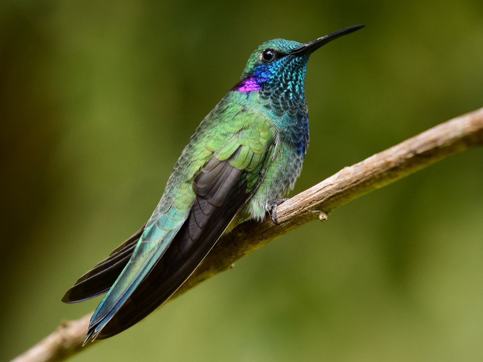 White-vented Violetear - eBird