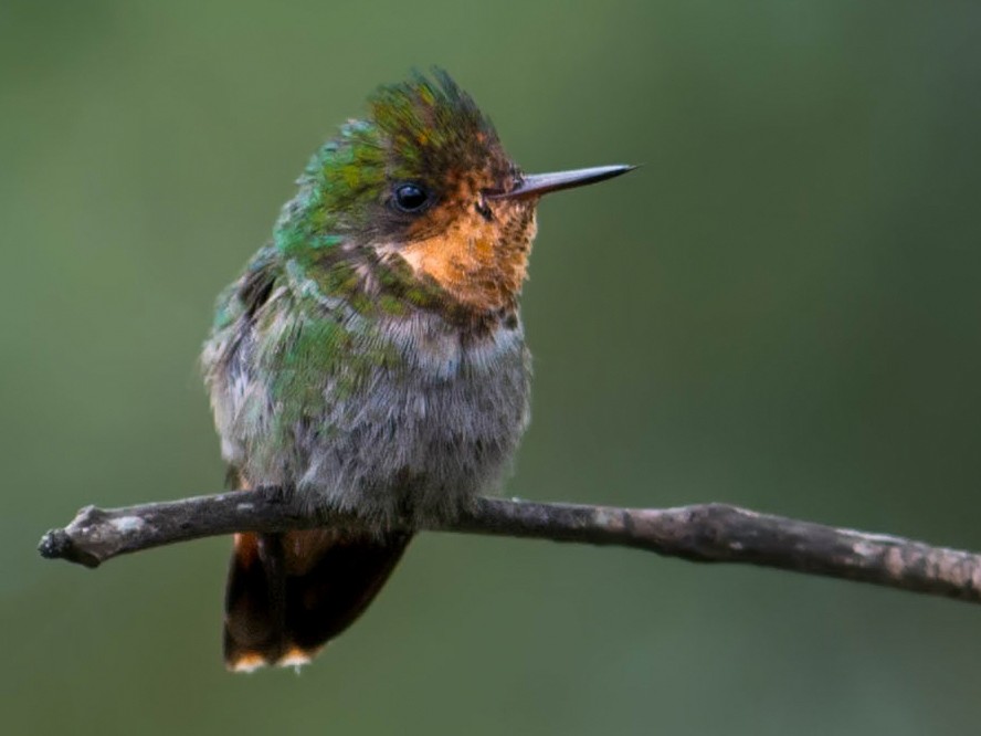 Frilled Coquette - eBird