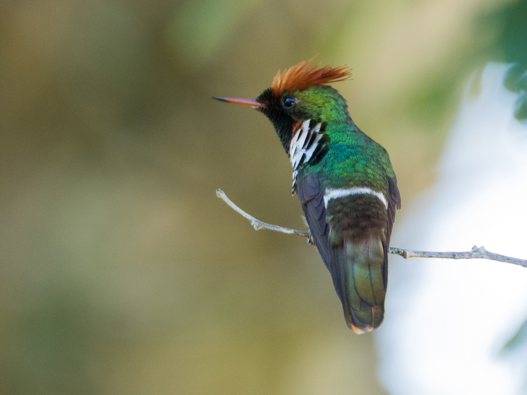 Frilled Coquette - eBird