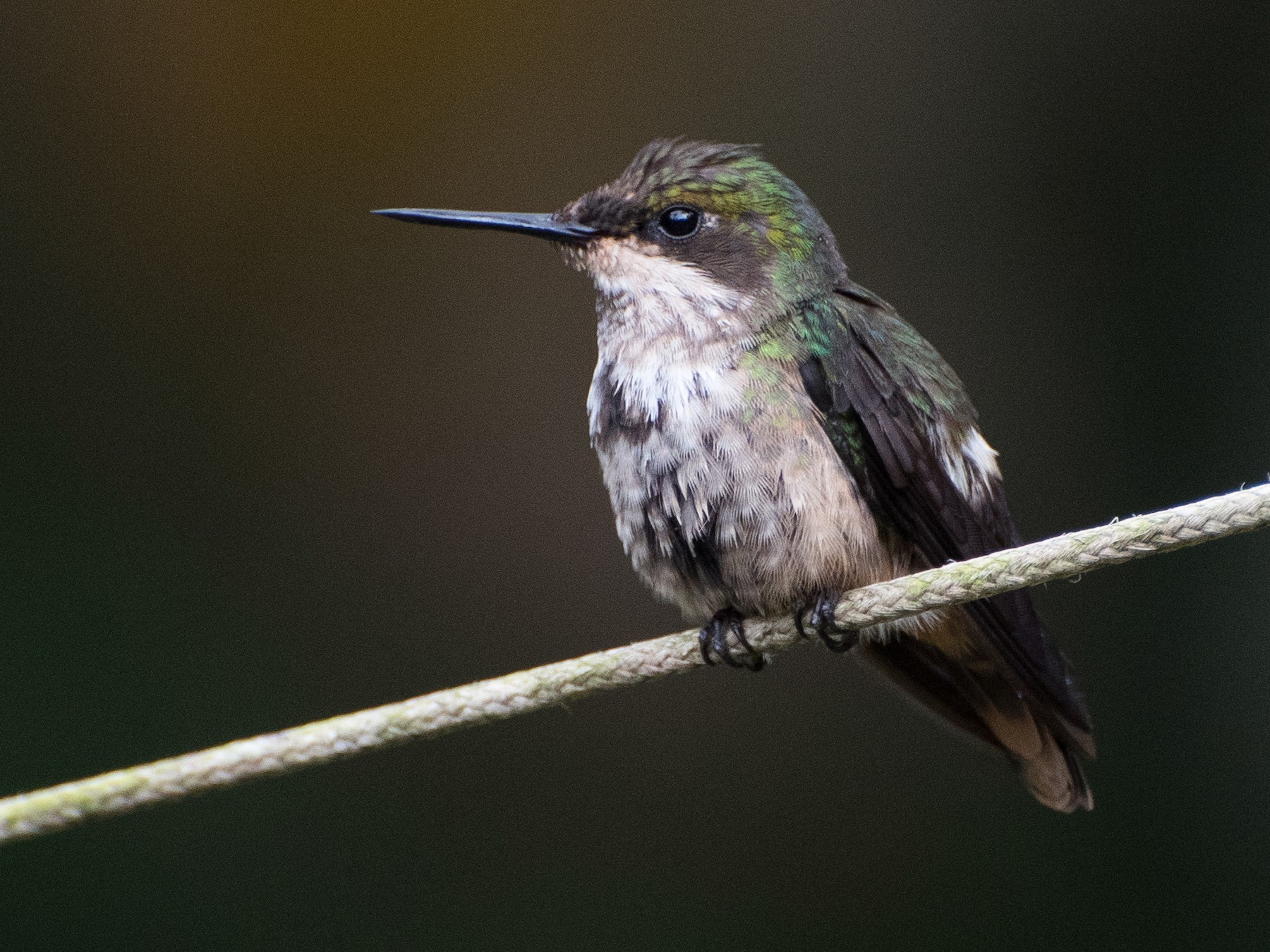 Festive Coquette - eBird