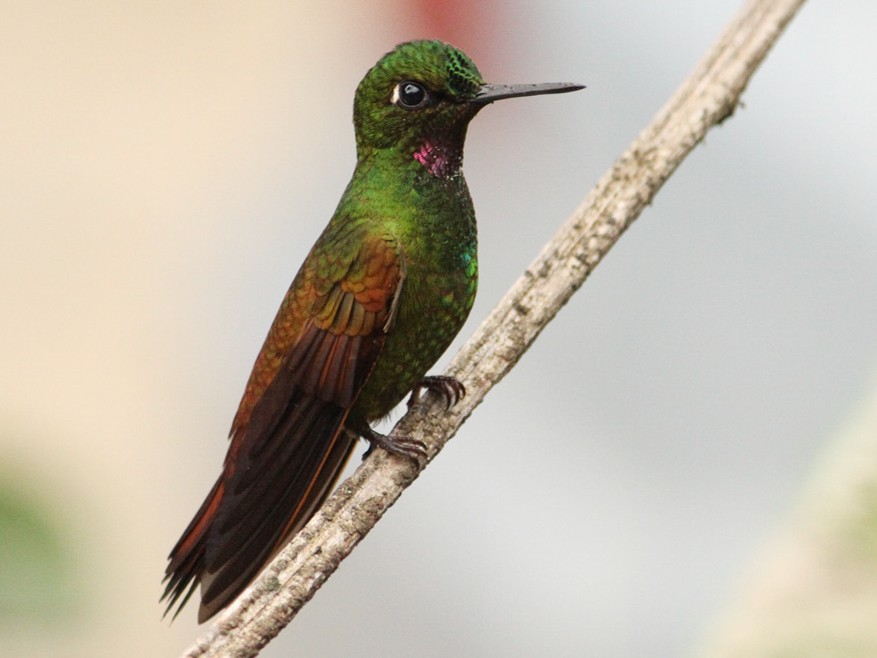 Brazilian Ruby - eBird