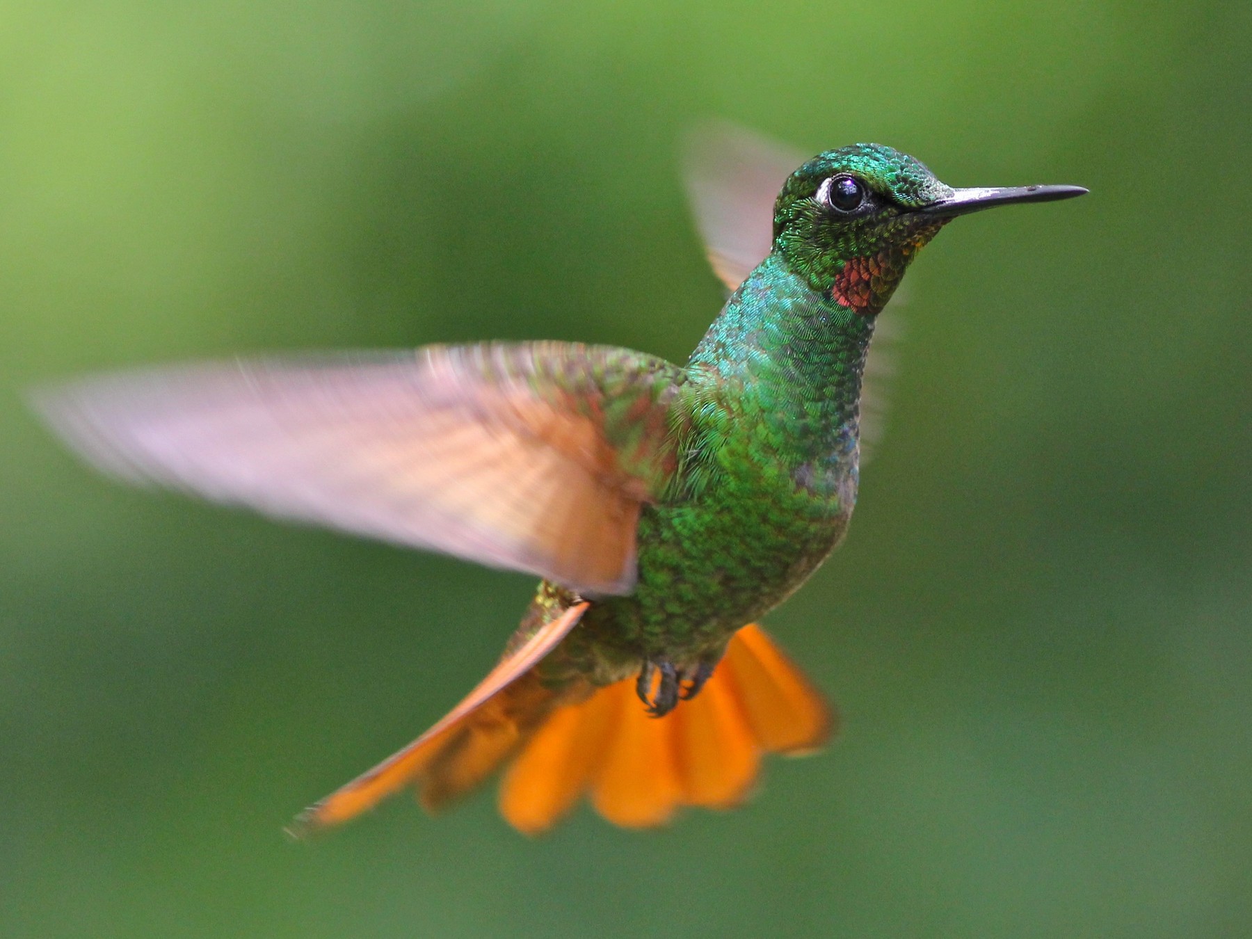 Brazilian Ruby - eBird