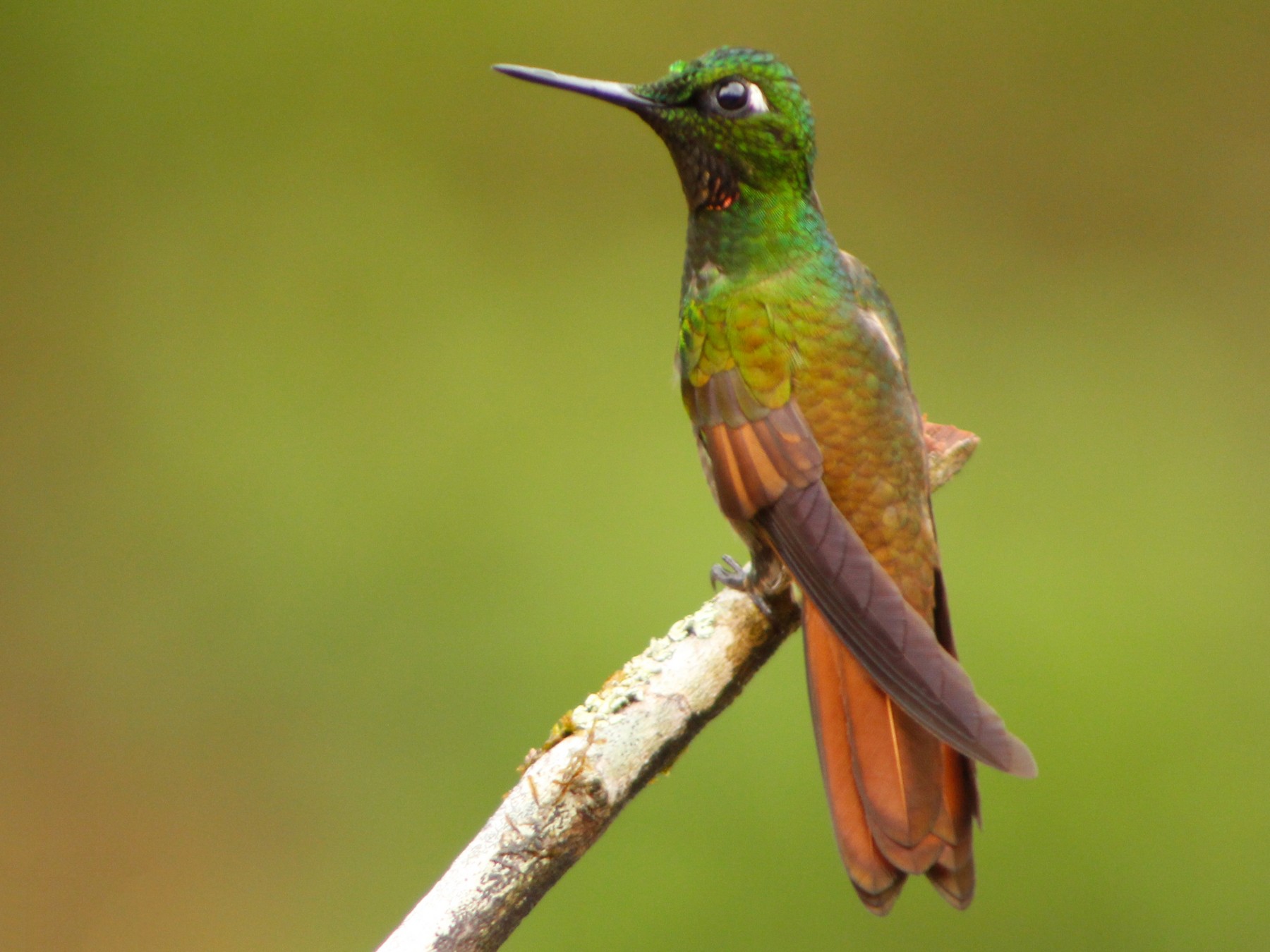 Brazilian Ruby - eBird
