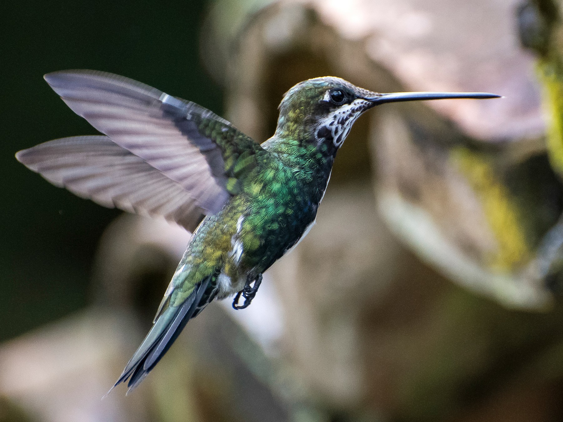 Stripe-breasted Starthroat - eBird