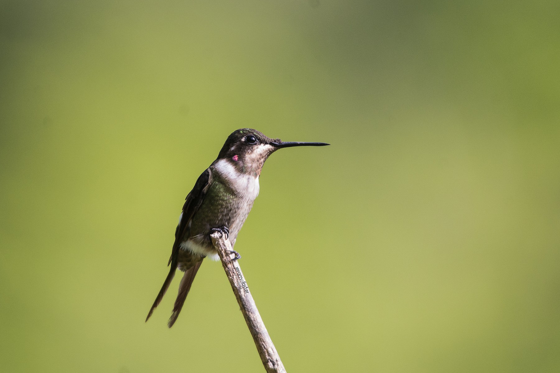 Amethyst Woodstar - eBird