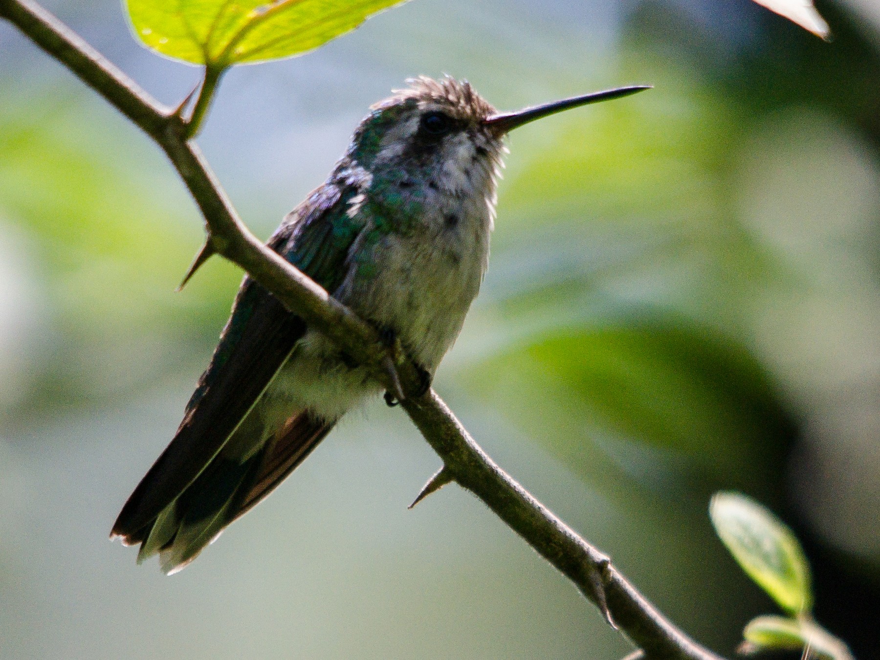 Picaflor Verde - eBird