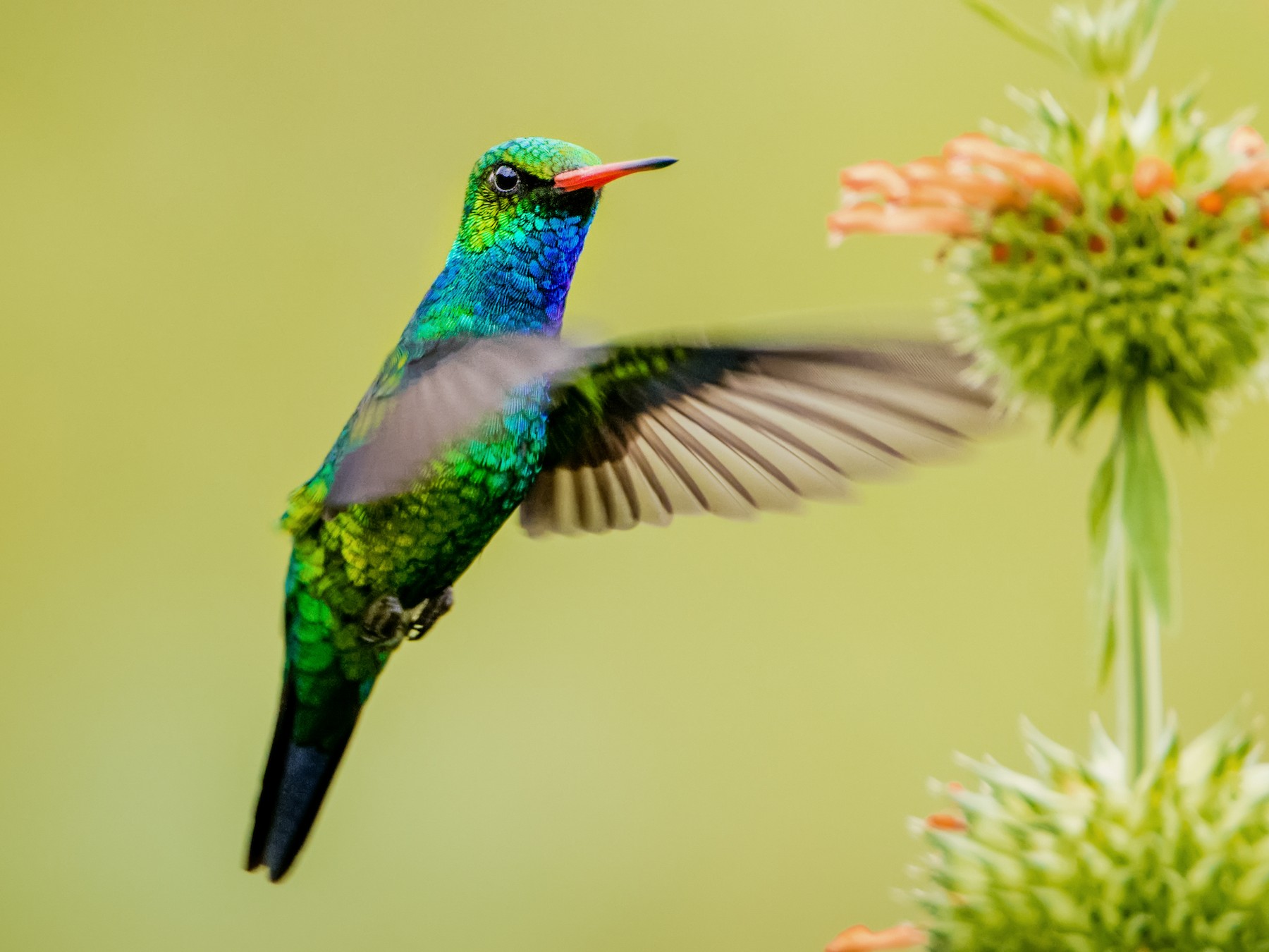 Glittering-bellied Emerald - eBird