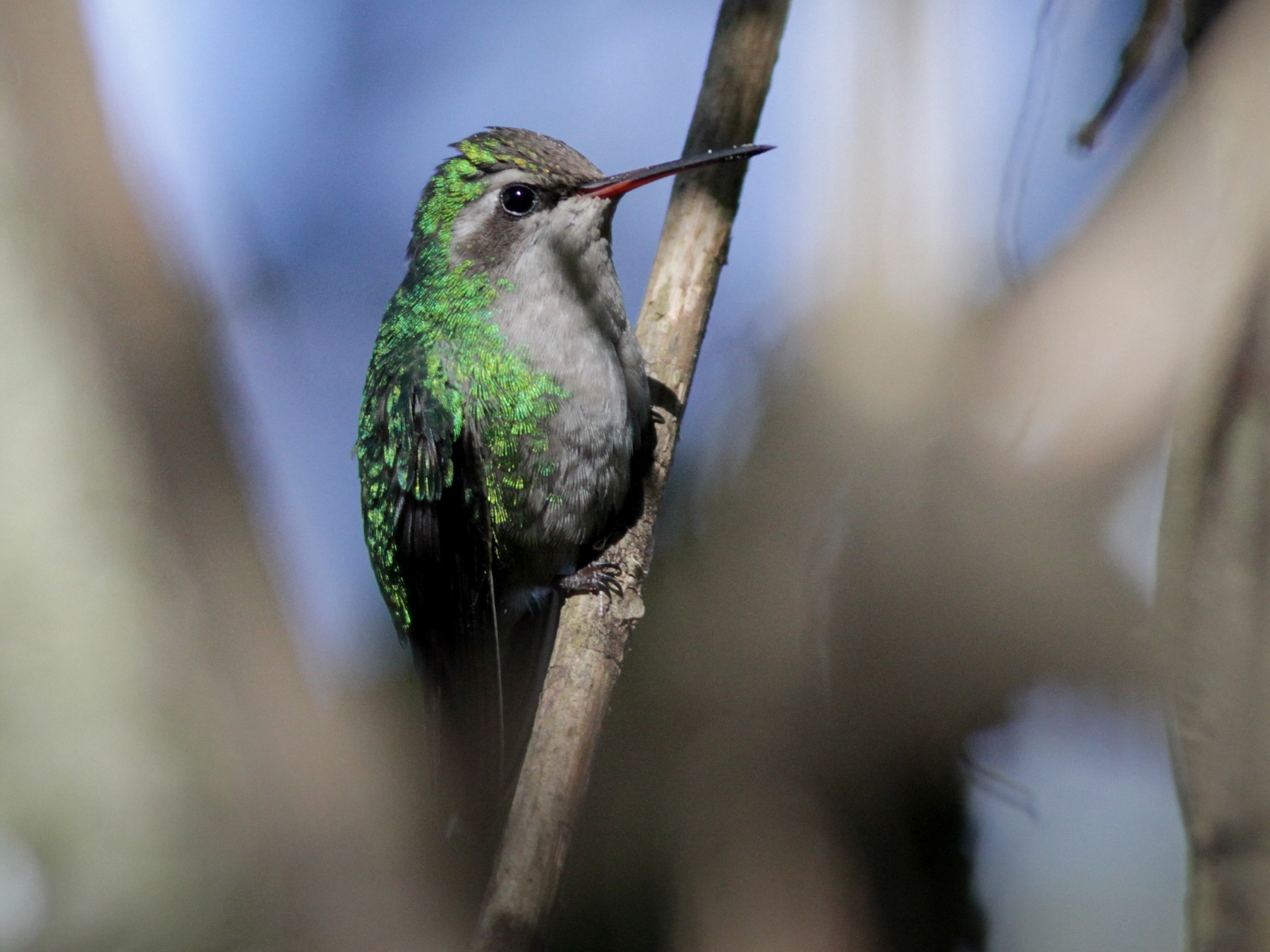 Picaflor de pico rojo - eBird