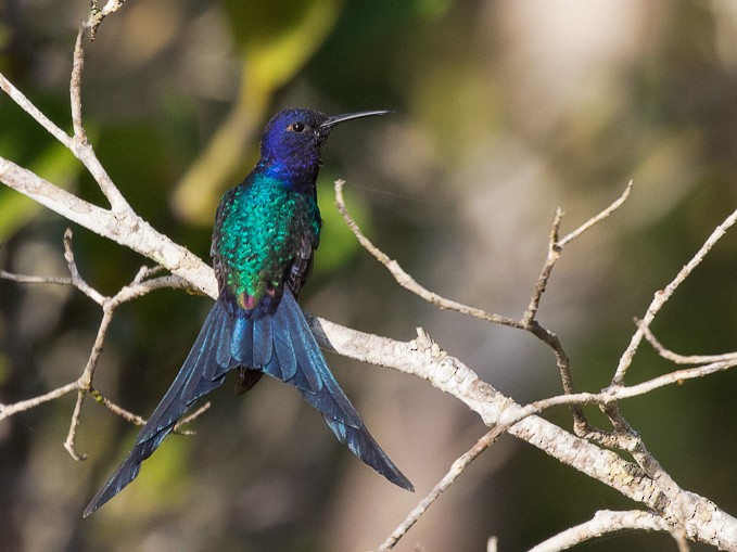Swallow-tailed Hummingbird - eBird