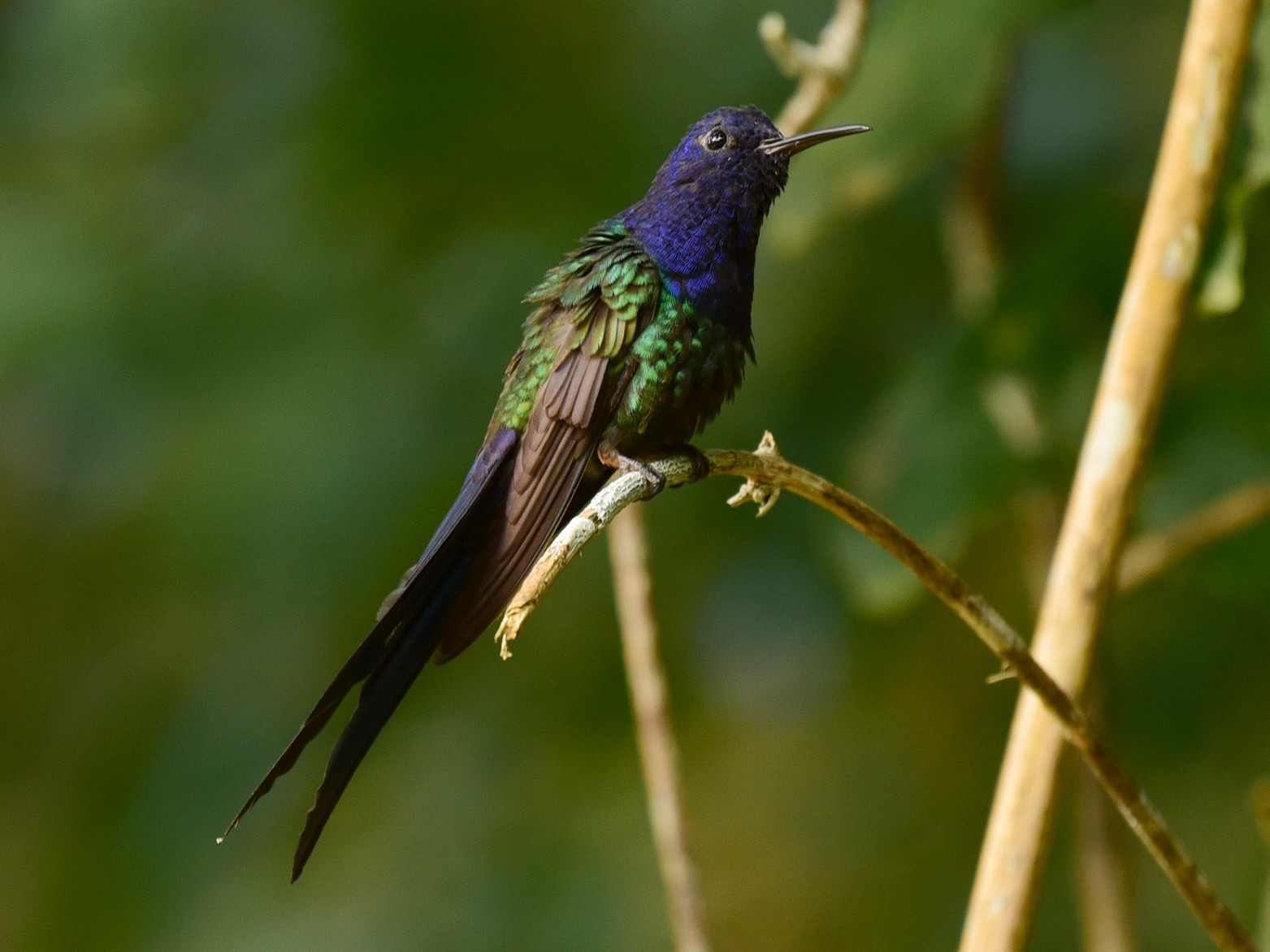 Swallow-tailed Hummingbird - eBird