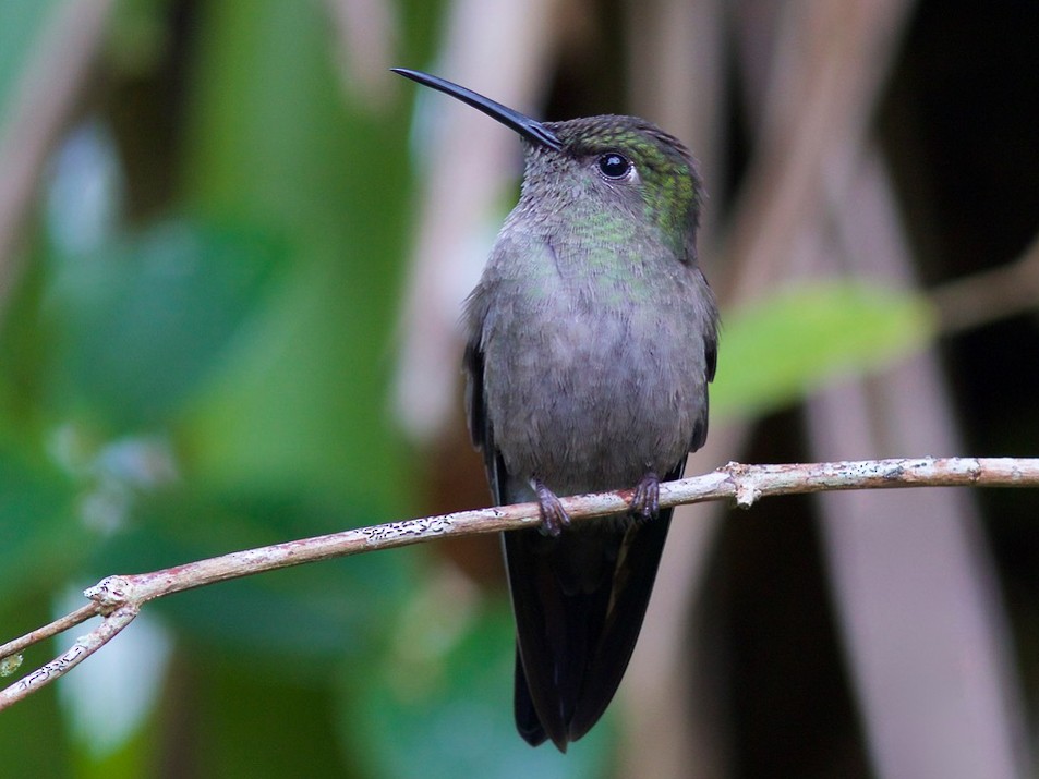 Colibri vert et gris - eBird