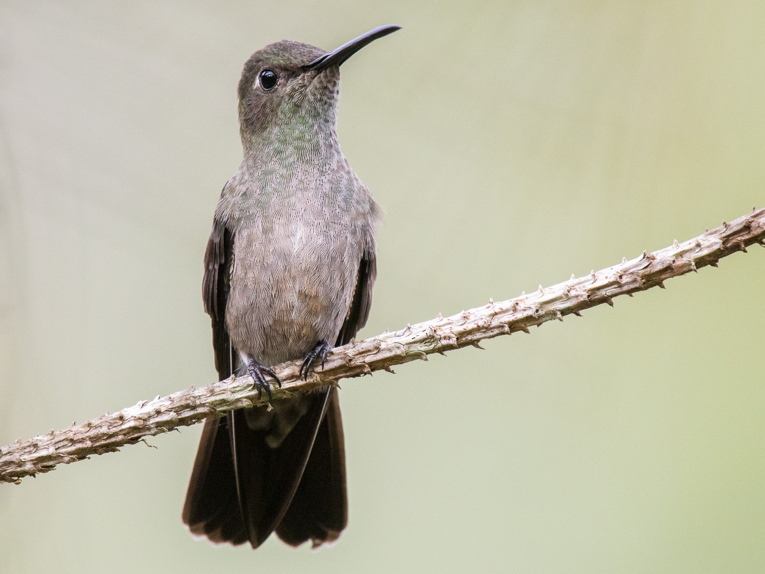 Colibri vert et gris - eBird