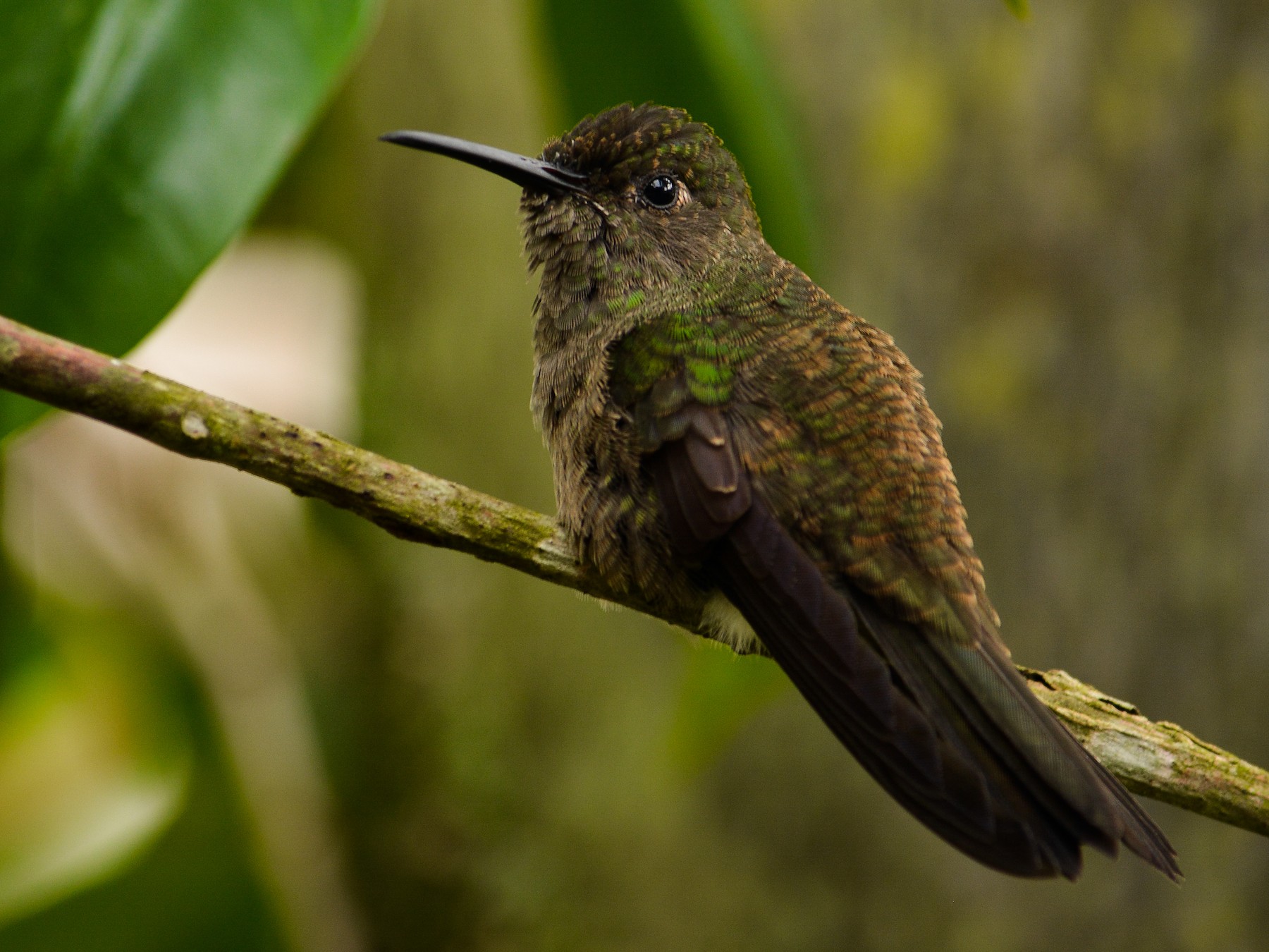 Colibri vert et gris - eBird