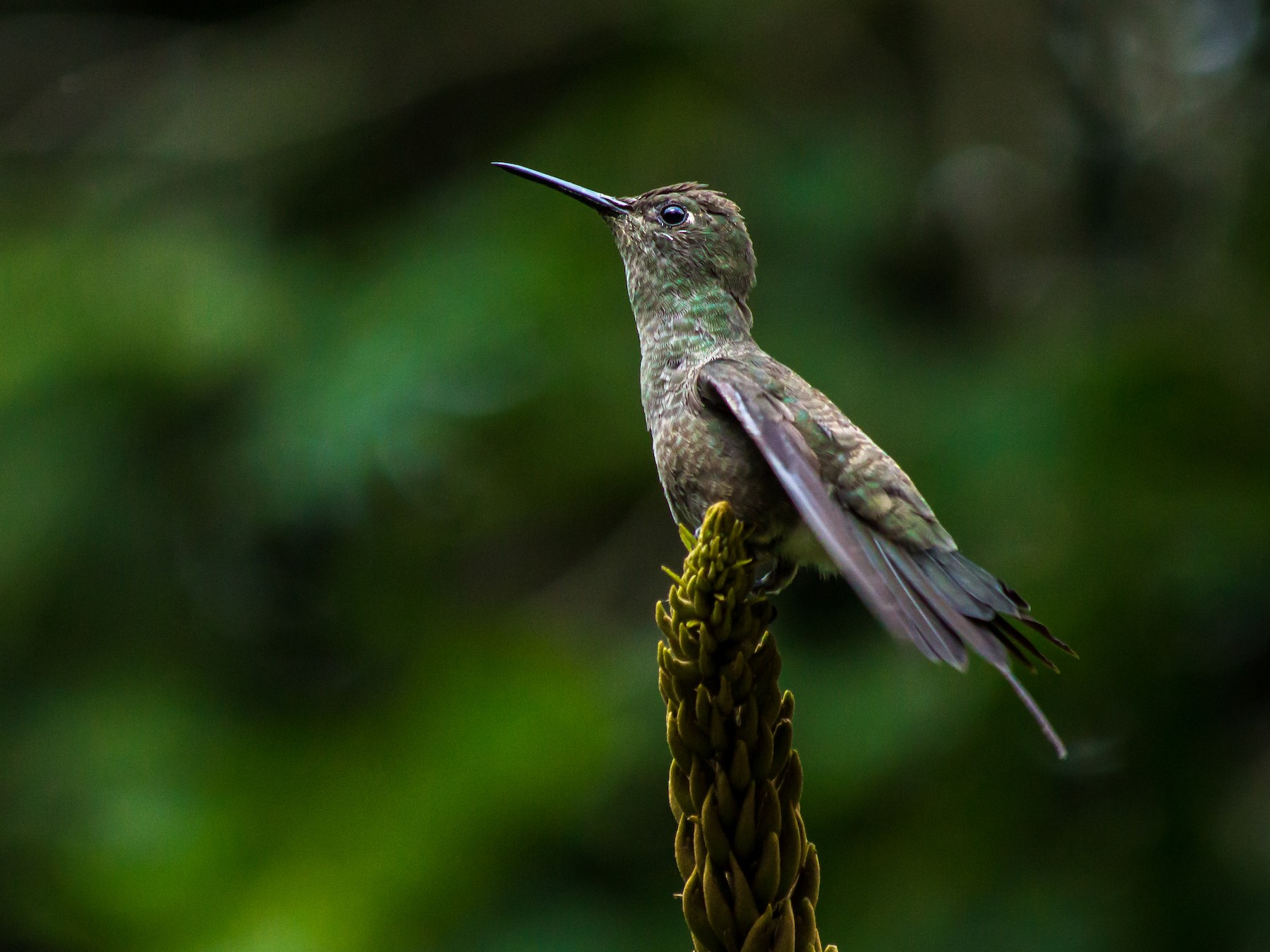 Colibri vert et gris - eBird