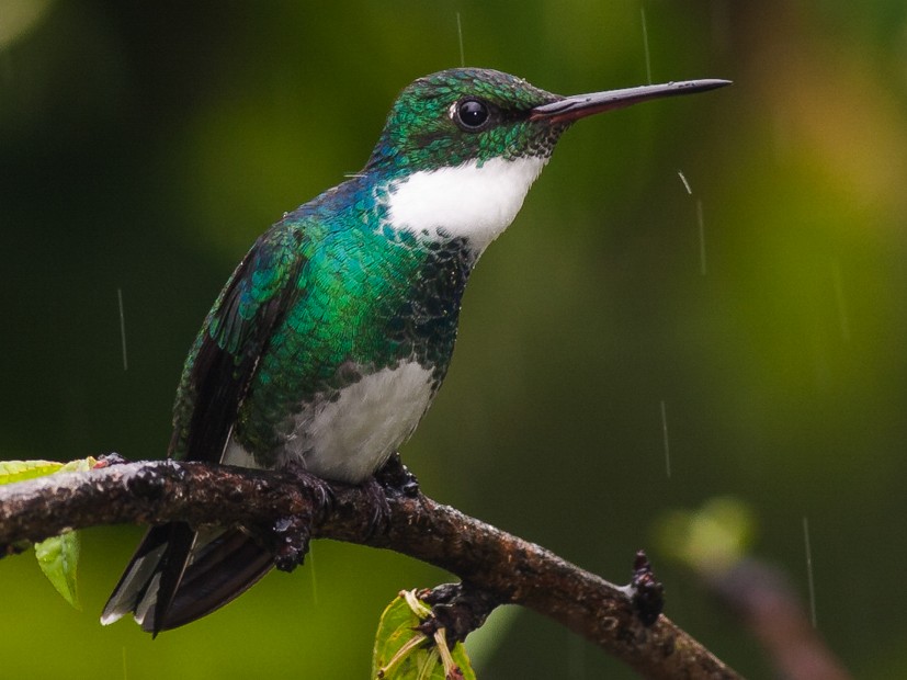 White-throated Hummingbird - eBird