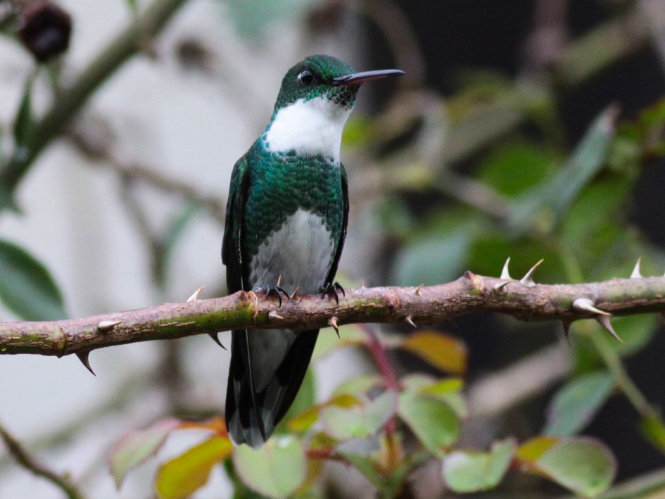 White-throated Hummingbird - eBird