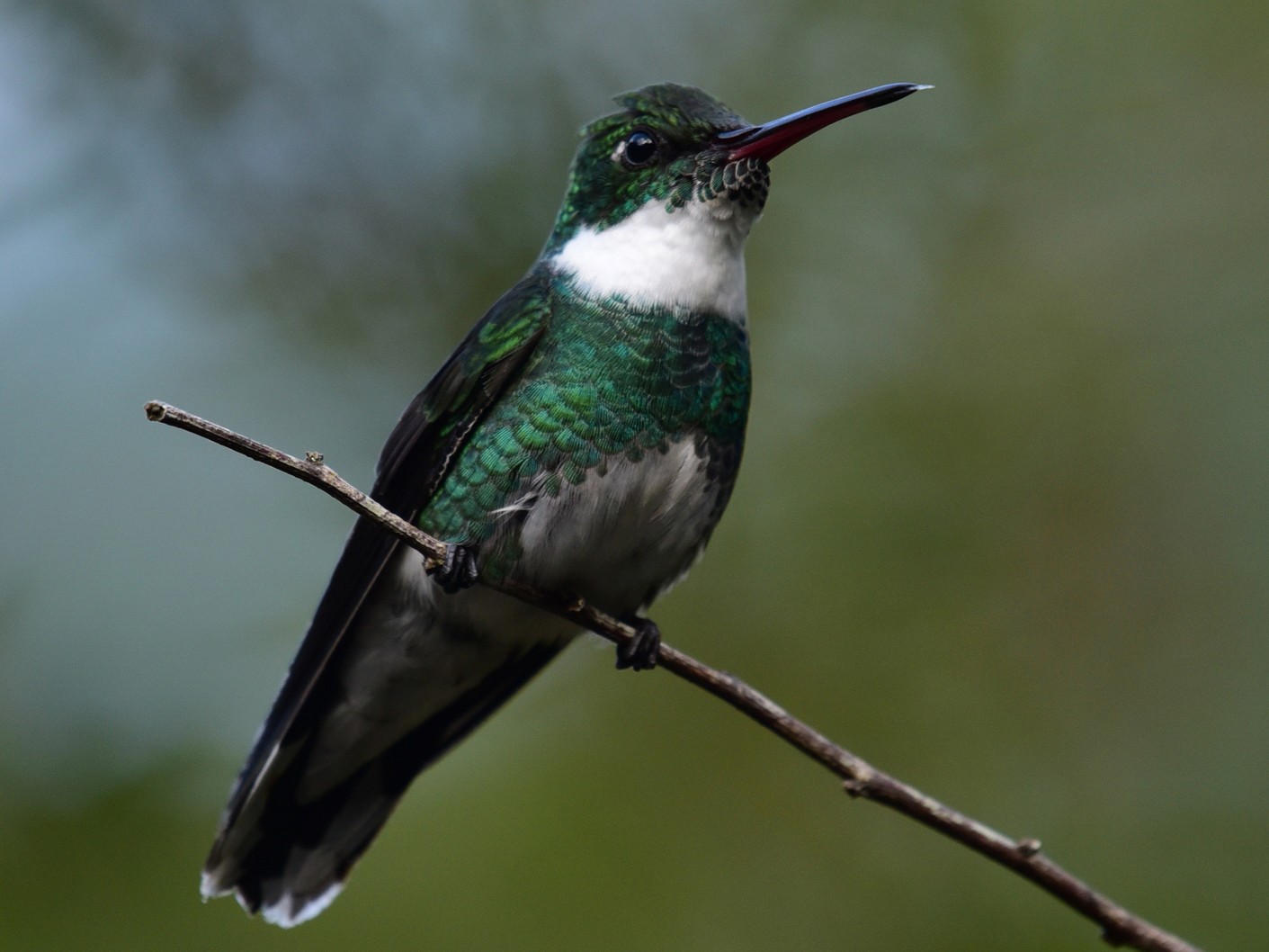 Beautiful White Hummingbirds