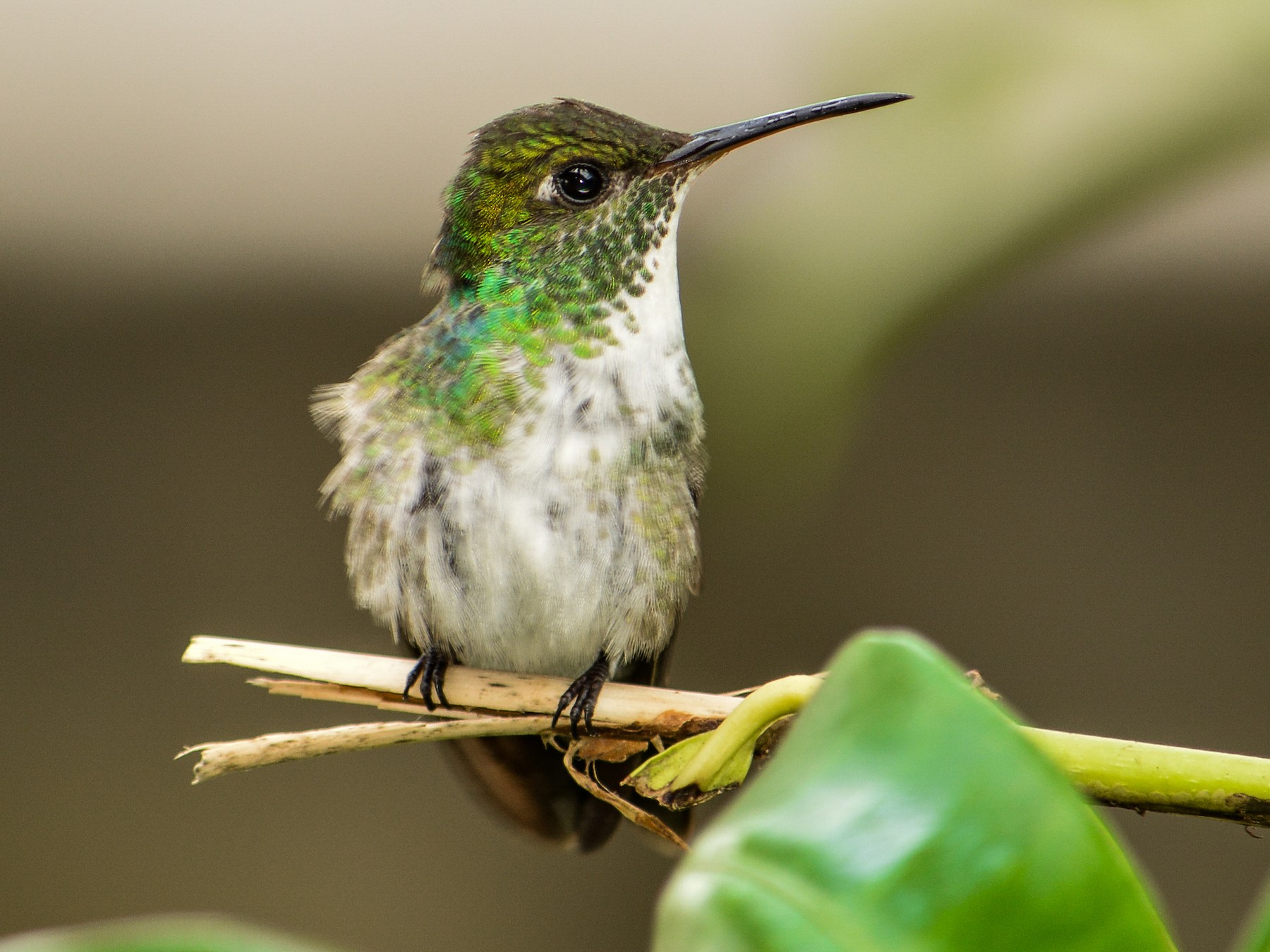 Versicolored Emerald - eBird